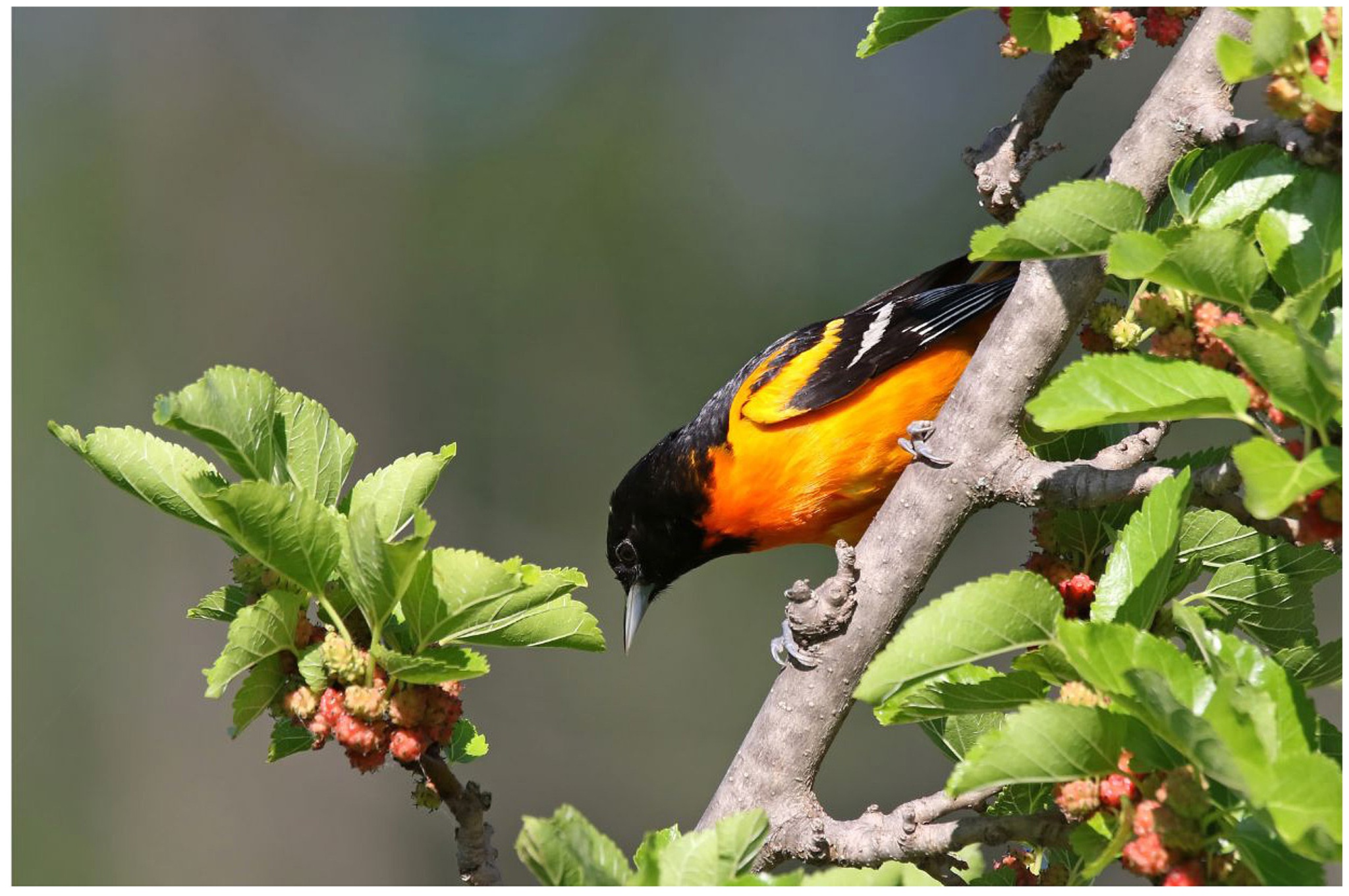 Attracting Orioles - simplyjulieco.com