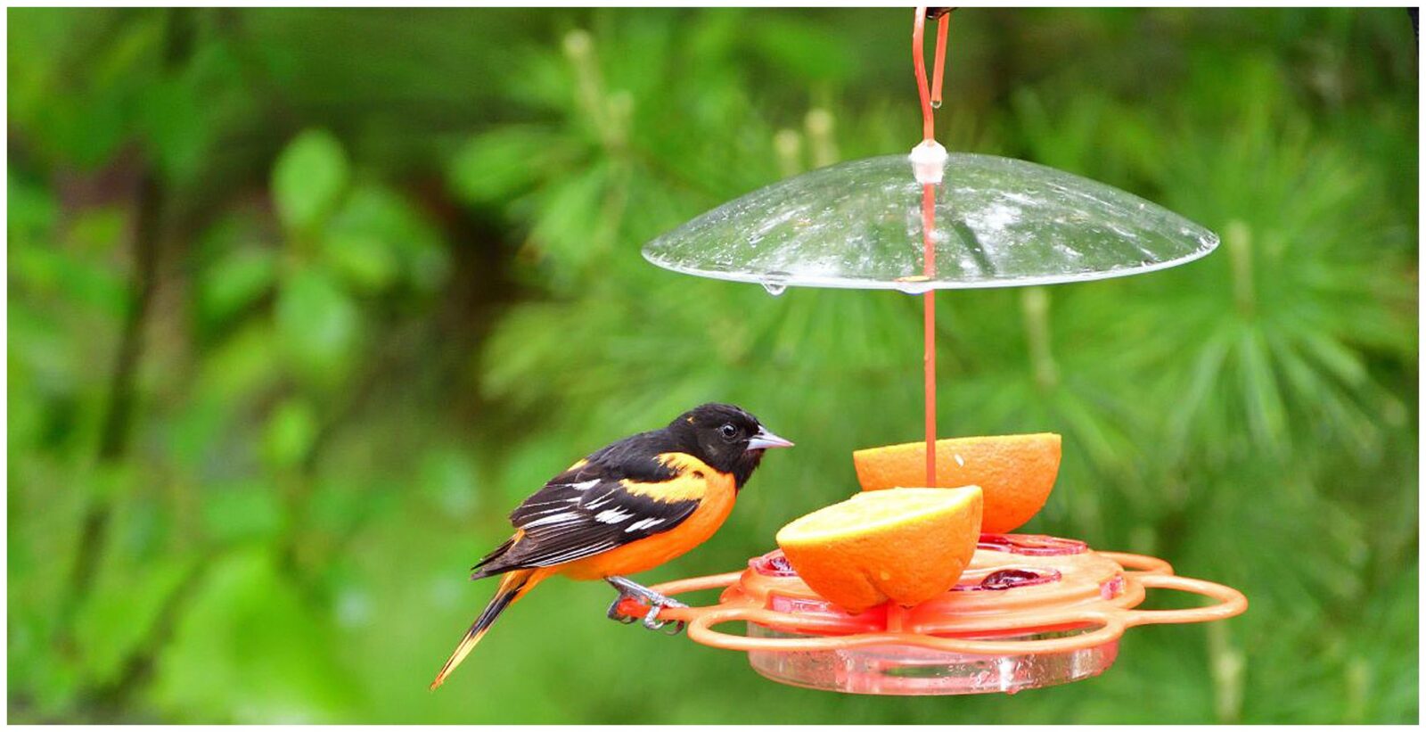 Attracting Orioles - simplyjulieco.com